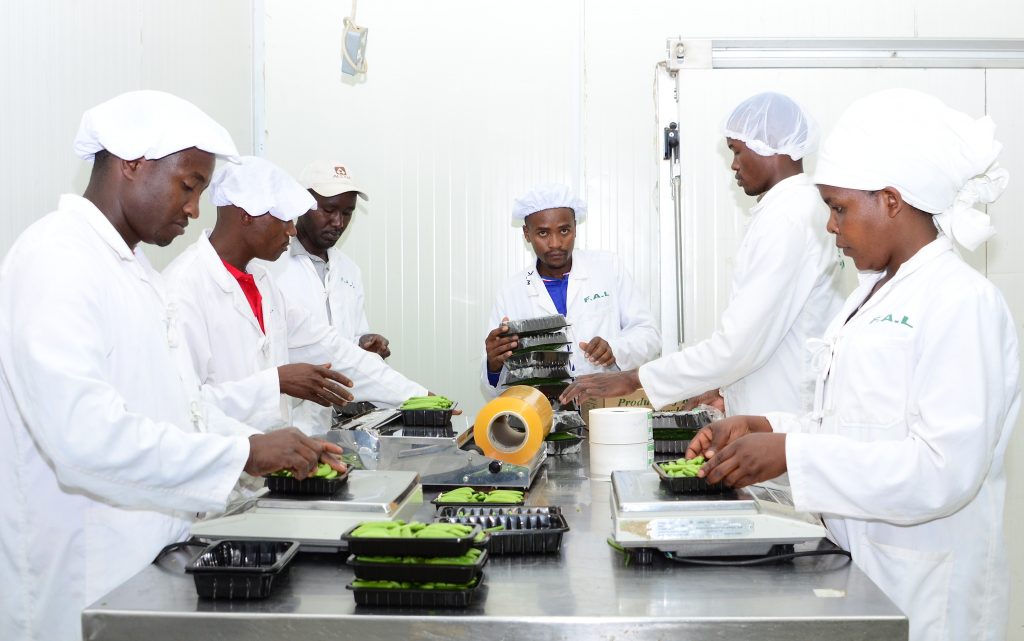 Pack House | Fresh Approach Ltd